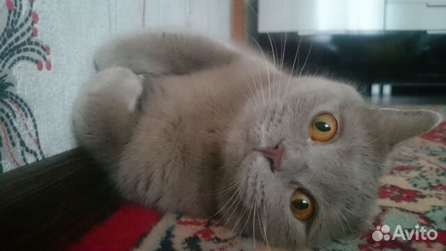 Британская котейка(Взрослая)