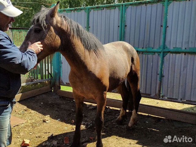 Продажа лошади