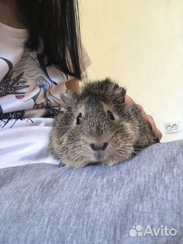 Морские свинки