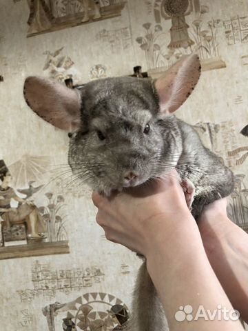 Шиншилла гетерозиготный беж, мальчик