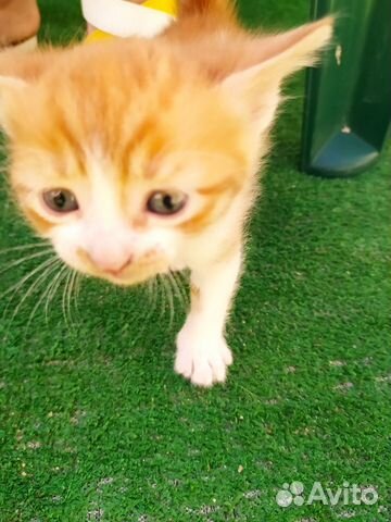 Котята ищут семью