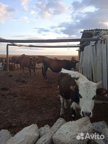 Коровы с ребятами