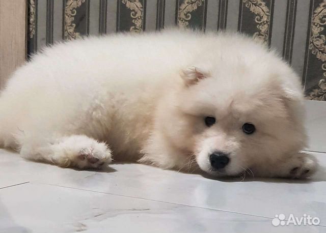 Самоедская лайка