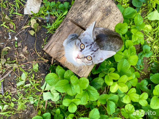 Отдам кота в добрые руки