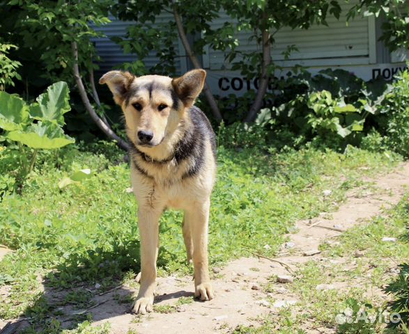 Молодой пес в добрые руки 1 год