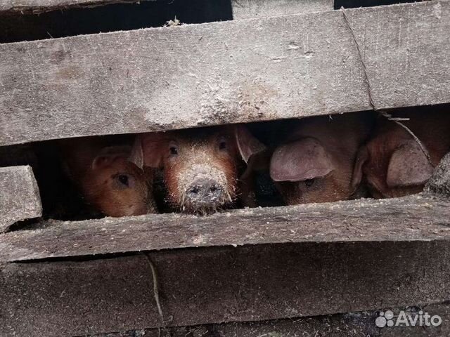 Продаются Поросята (3х месячные)