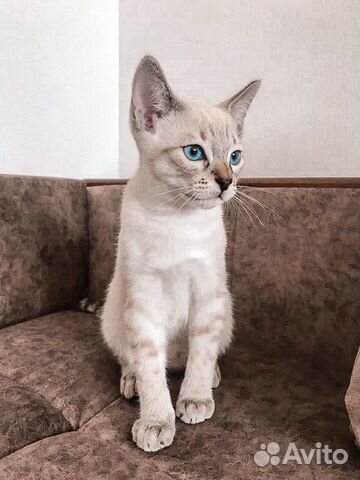 Тайский котёнок с редкой особенностью