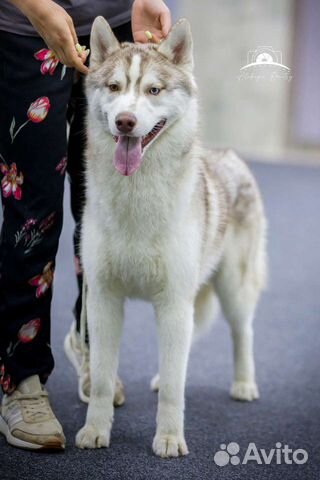 Шикарный хаски