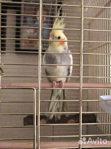 Попугай корелла с клеткой