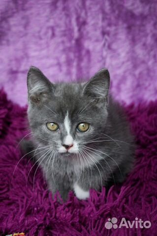 Маленький котенок в отвественные руки