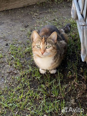Кошка