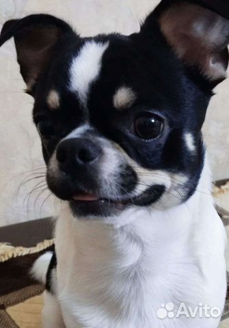 Вязка кобель чихуахуа