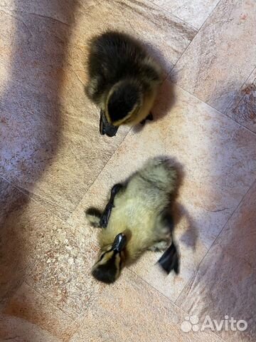 Мускусные утята индоутки