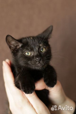 Шоколадная коричневая кошечка