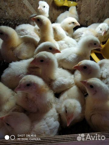 Цыплята бройлеры Кобб 500