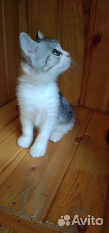 Котята метисы от шотландского котика