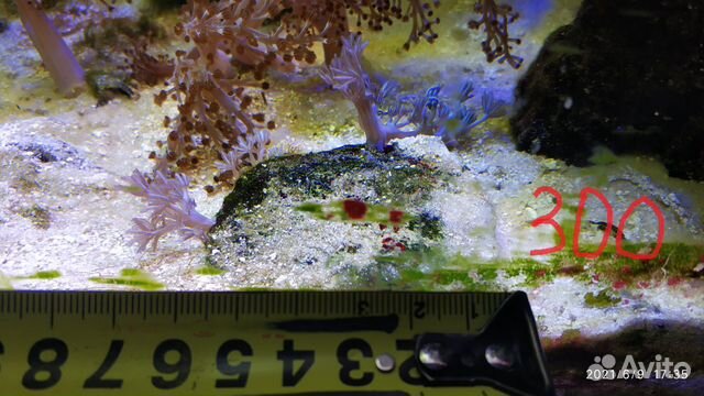 Коралл Ксения Пульсирующая