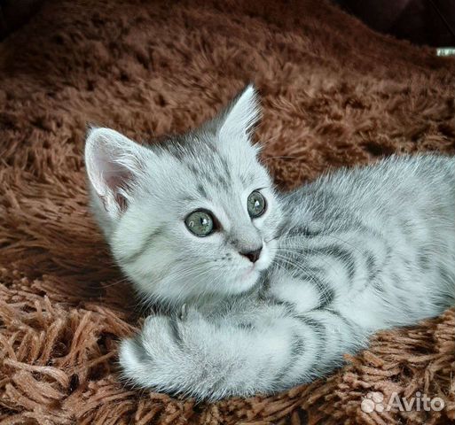 Британская кошка