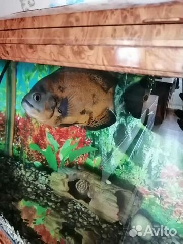 Астронотусы