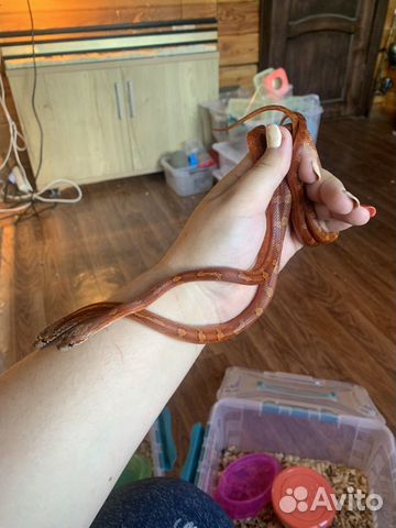 Маисовые полозы Bloodred pied-sied