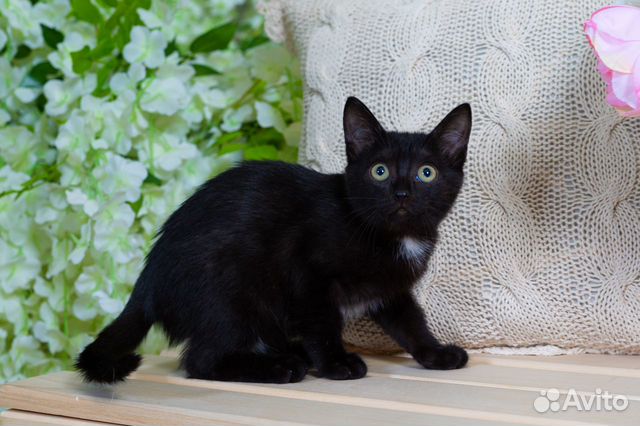 Гладкошерстный котенок