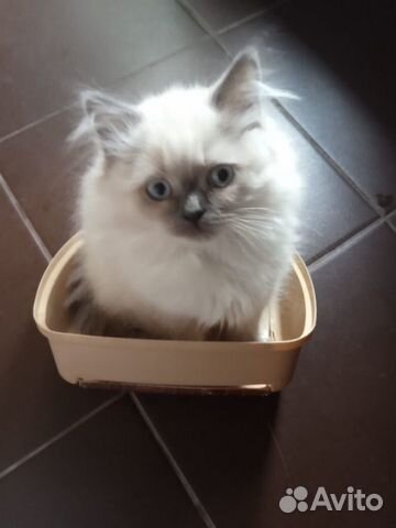 Шотландские котята