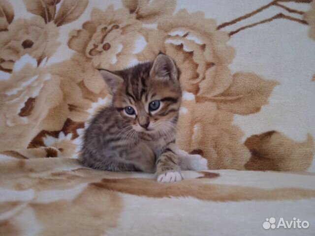 Котенок 6 недель отдам в добрые руки