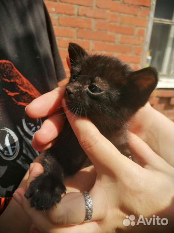 Отдам бесплатно