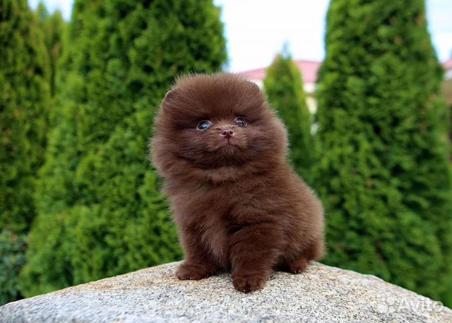Щенки померашки