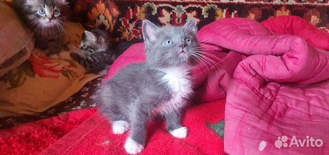 Котята в добрые руки