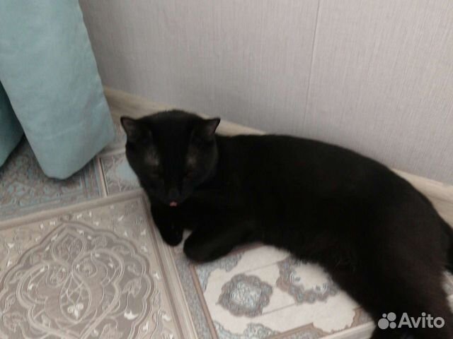 Кошка