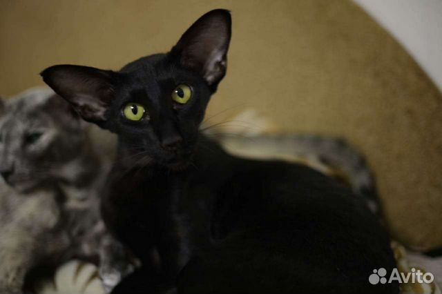 Тесса и Джози