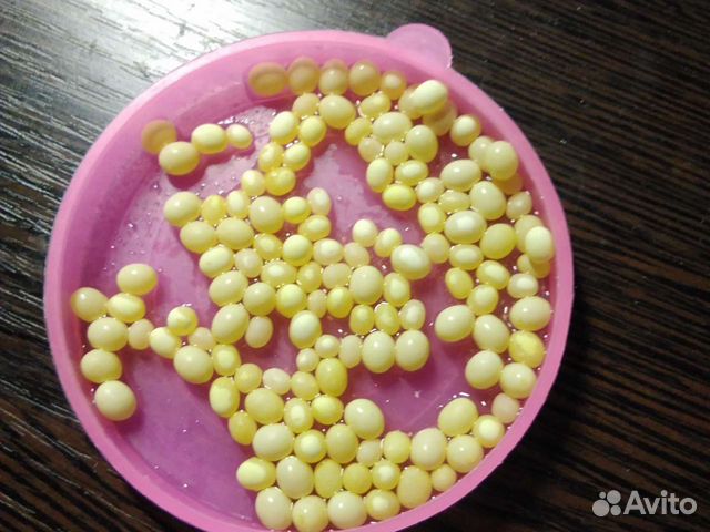 Яйца улитки ахатины альбиноса