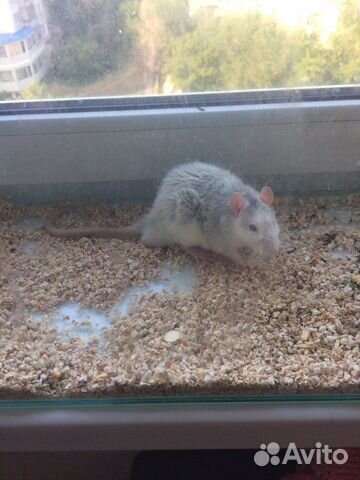 Крыса дикоротивный