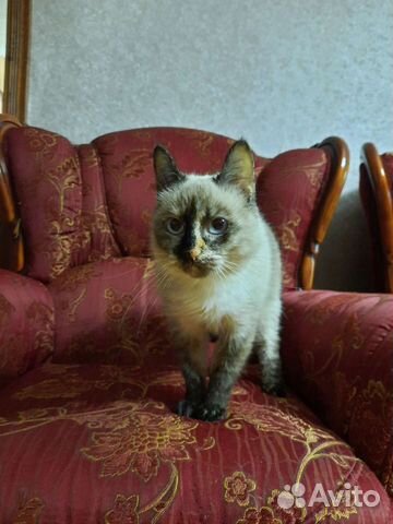 Кошечка Кнопа