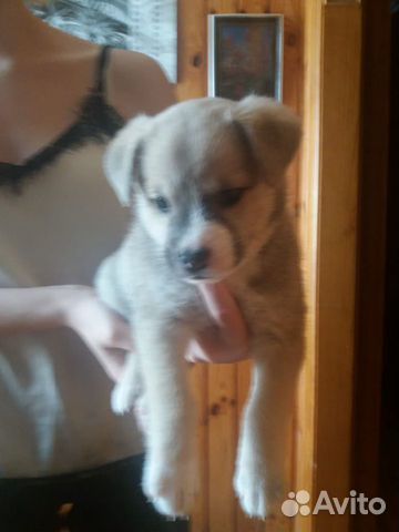 Отдам щенков