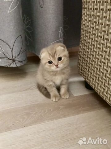 Шотландская вислоухая кошка