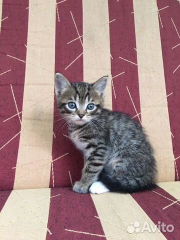 Котята в добрые руки приучены к лотку