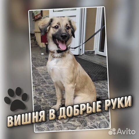 Щенок Вишня в добрые руки