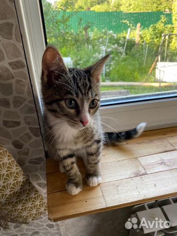 Котенок мальчик Фантик 3 мес