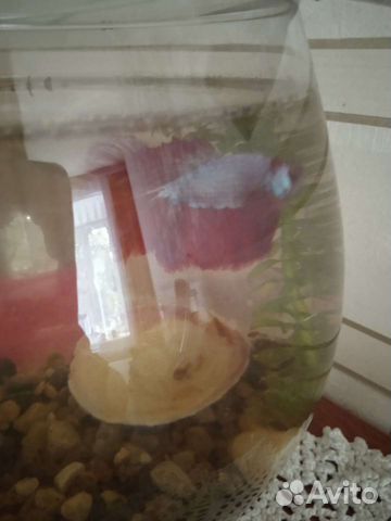 Продам рыбку петушка с аквариумом и всем необходим