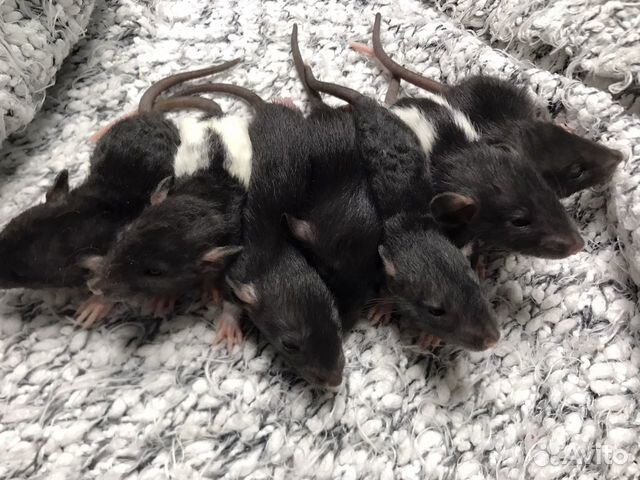 Крысята дамбо. Крыса. Черные