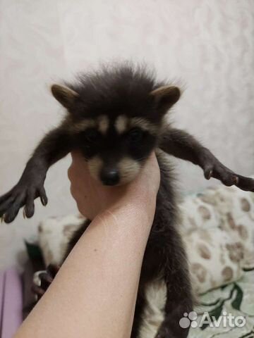 Енот полоскун