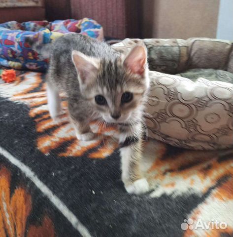 Барбариска