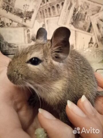 Чилийские бельчата дегу