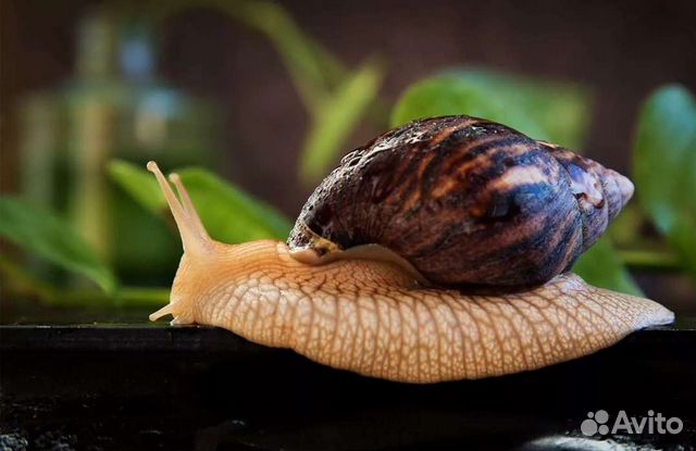 Улитка Герри ахатина