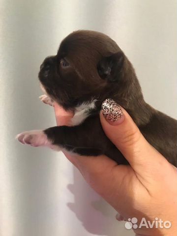 Щенки чихуахуа