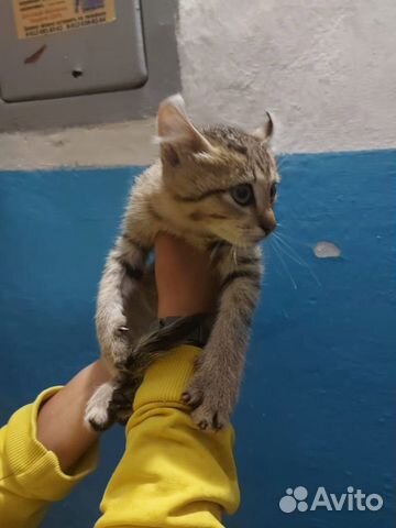 Котенок ищет дом
