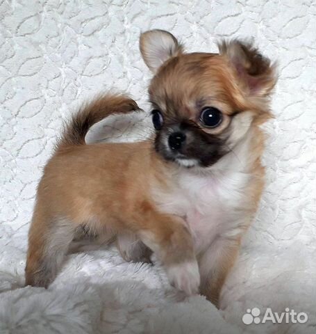 Чихуахуа щенок мини девочка Шедевр