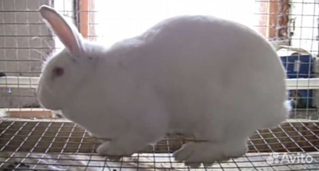 Кролики белый панон